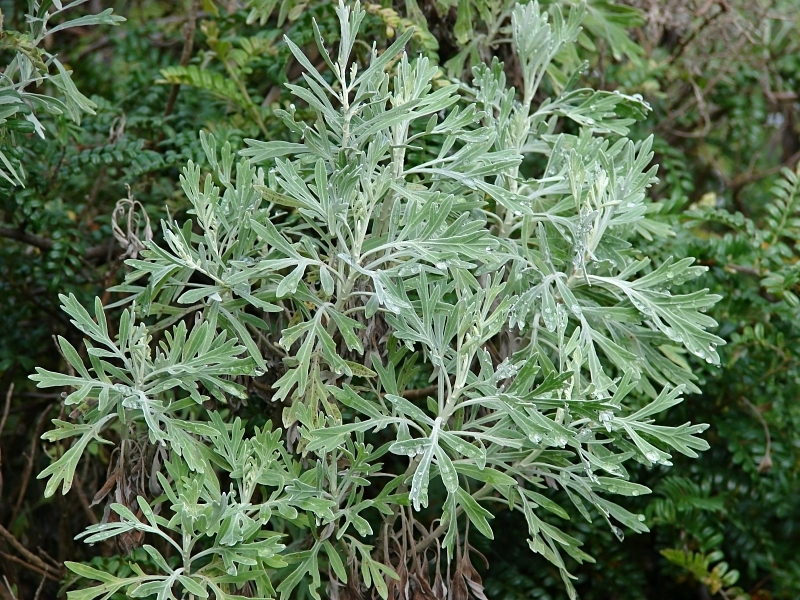 The Herb Hound: WORMWOOD