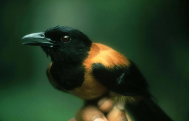 Las esponjas con toxinas podrían proteger a las aves y ranas venenosas ...