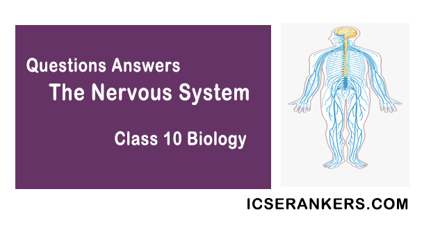 Selina Concise Ch 8 The Nervous System ICSE Solutions Class 10 Biology
