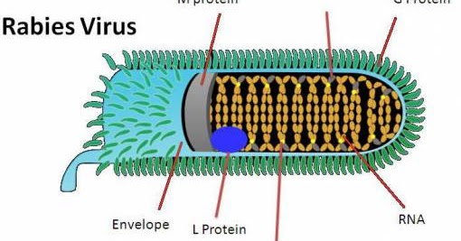 Infection Landscapes: Rabies