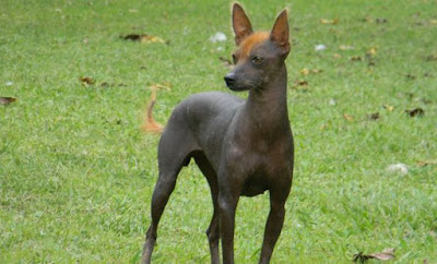 CURIOSIDAD COOLTURAL: El Viringo Peruano