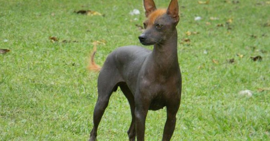 CURIOSIDAD COOLTURAL: El Viringo Peruano