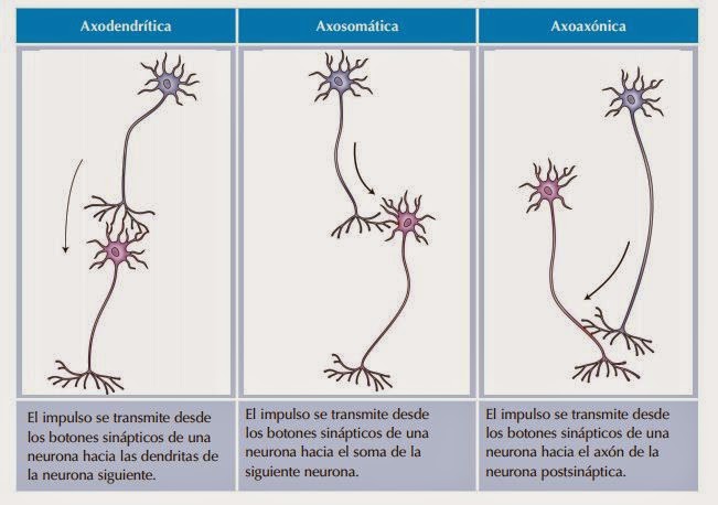 Unidad II La Neurona