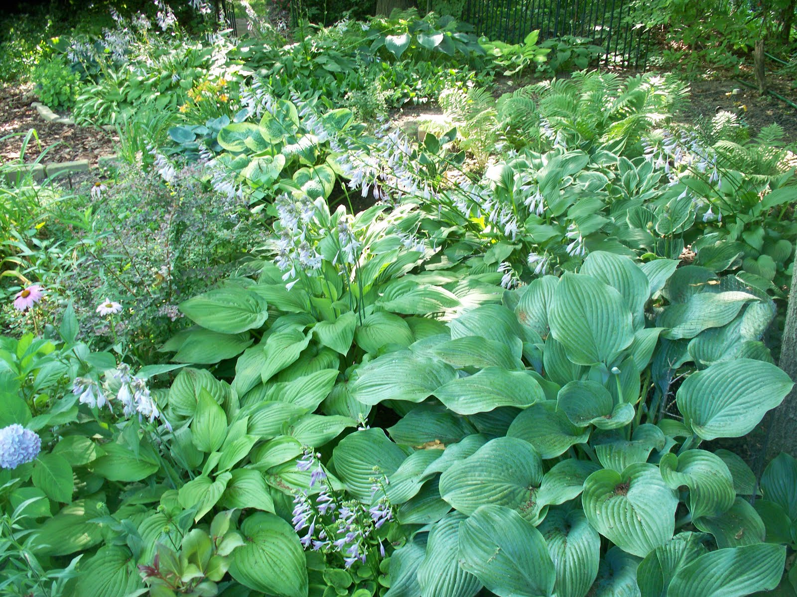 Garden Beauty: Hostas, A Lily Like Plant