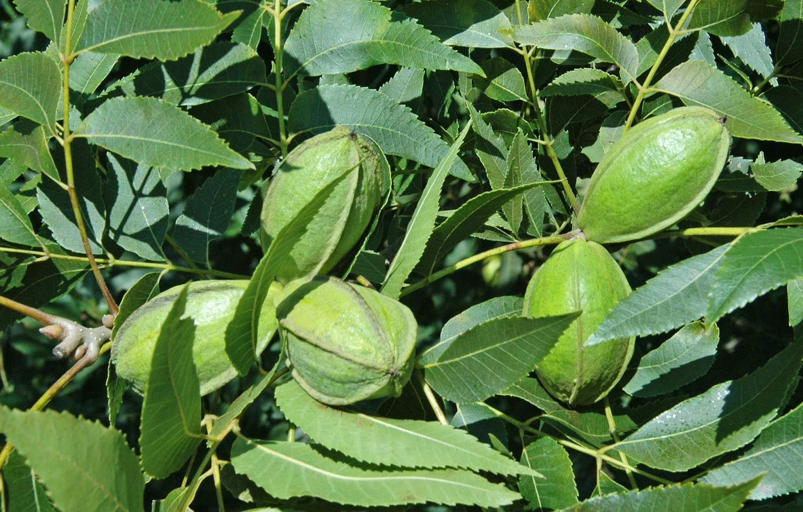 Northern Pecans: Judging the date of shuck-split