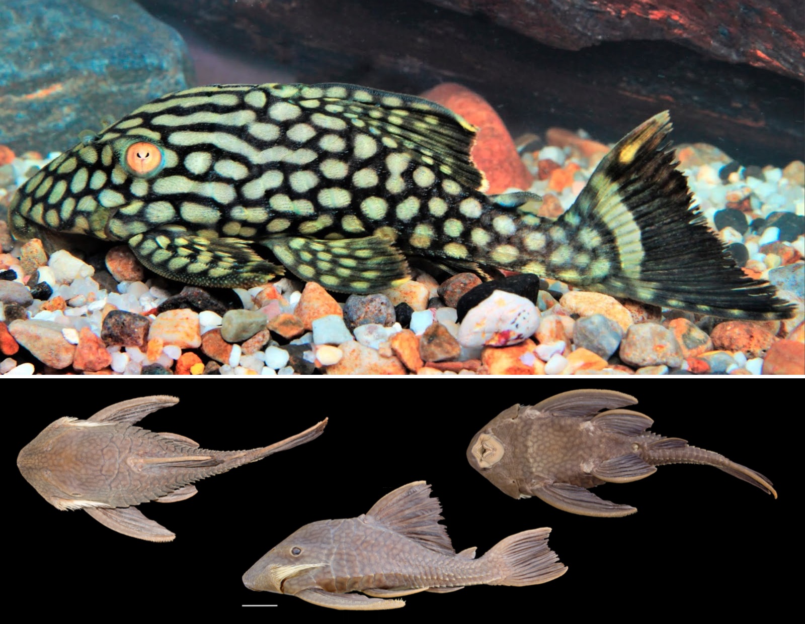 Species New to Science: [Ichthyology • 2020] Panaque nigrolineatus ...