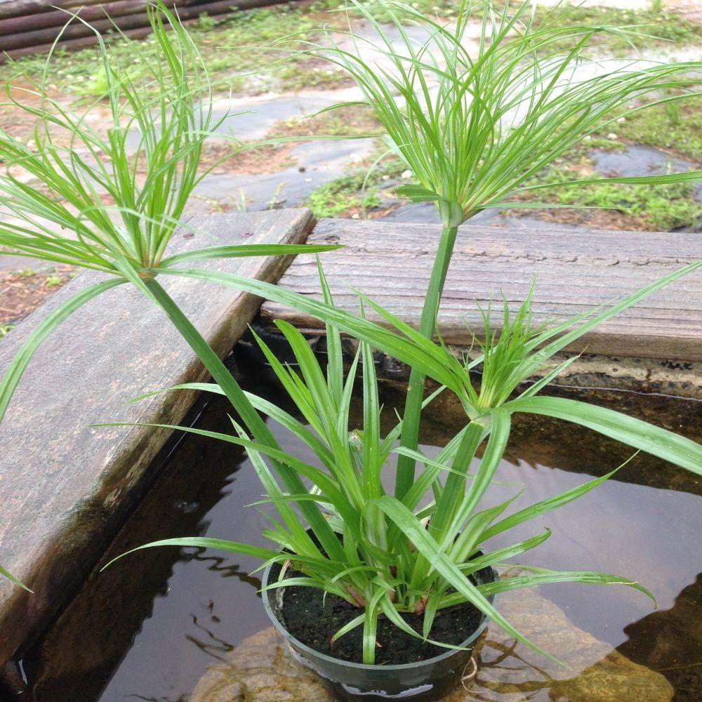 4 Tanaman Air untuk Taman Air di Halaman Rumah yang Asri ...