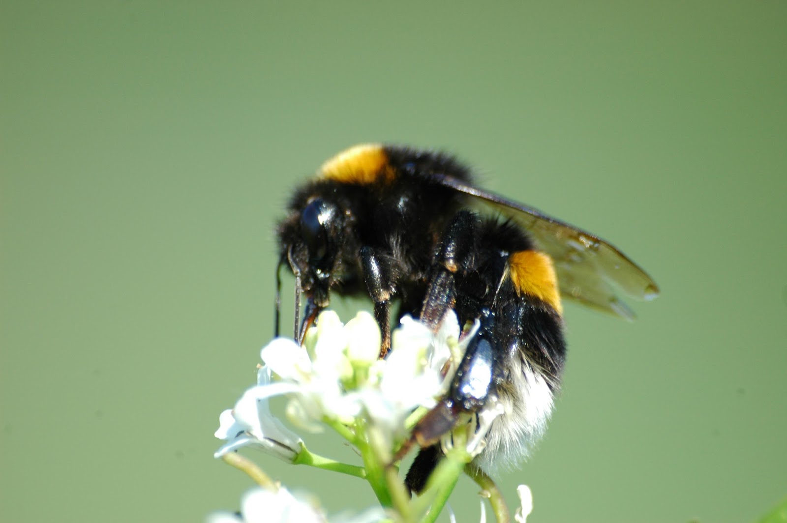 Rosa Rubicondior: Even Educated Bees Do It!