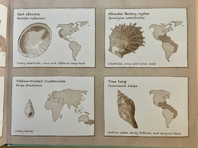 TeacherDance: Non-Fiction Picture Books Teach With Beauty & Style