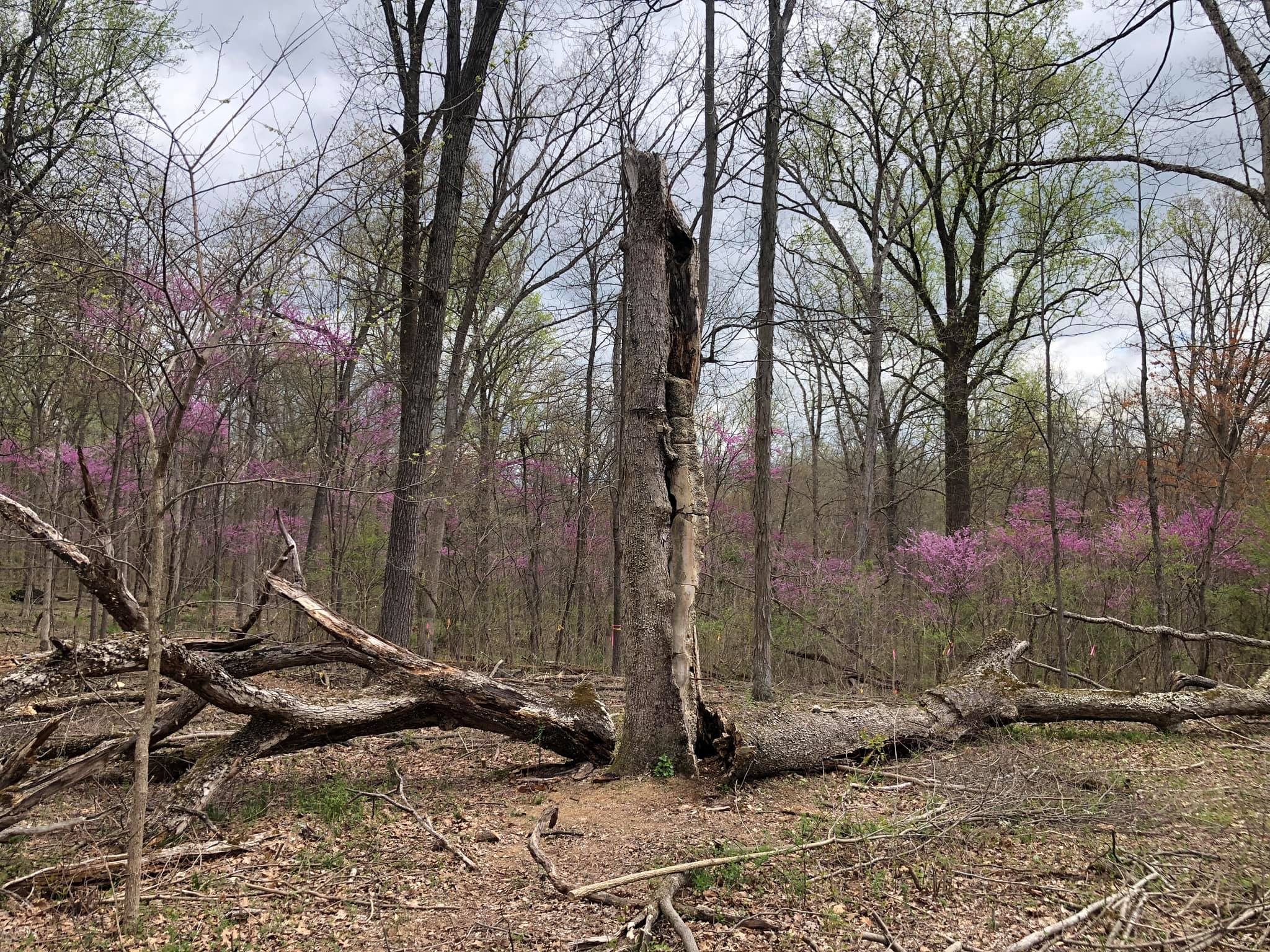 Gettysburg Then & Now: Forbes Rock (and a look at God Tree) | Jgg's ...