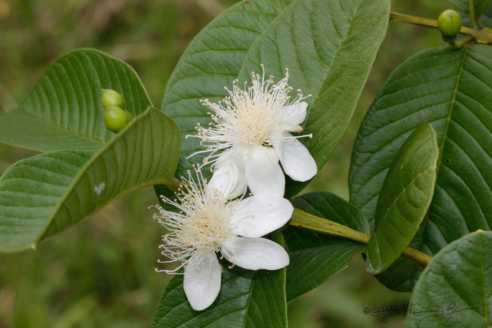 Flora de Puerto Rico Ilustrada Papo Vives: MYRTACEAE PSIDIUM GUAJAVA ...