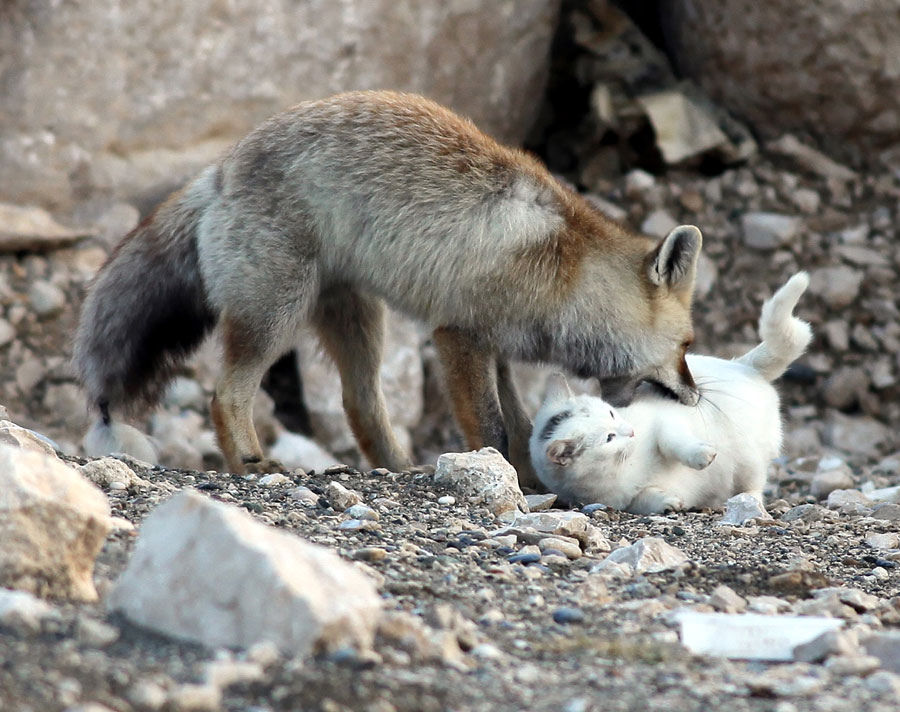Unlikely friendship, cat and fox (10 pics) | Amazing Creatures