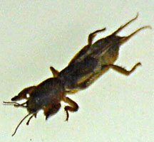 TYPES OF INSECTS : African Mole Cricket