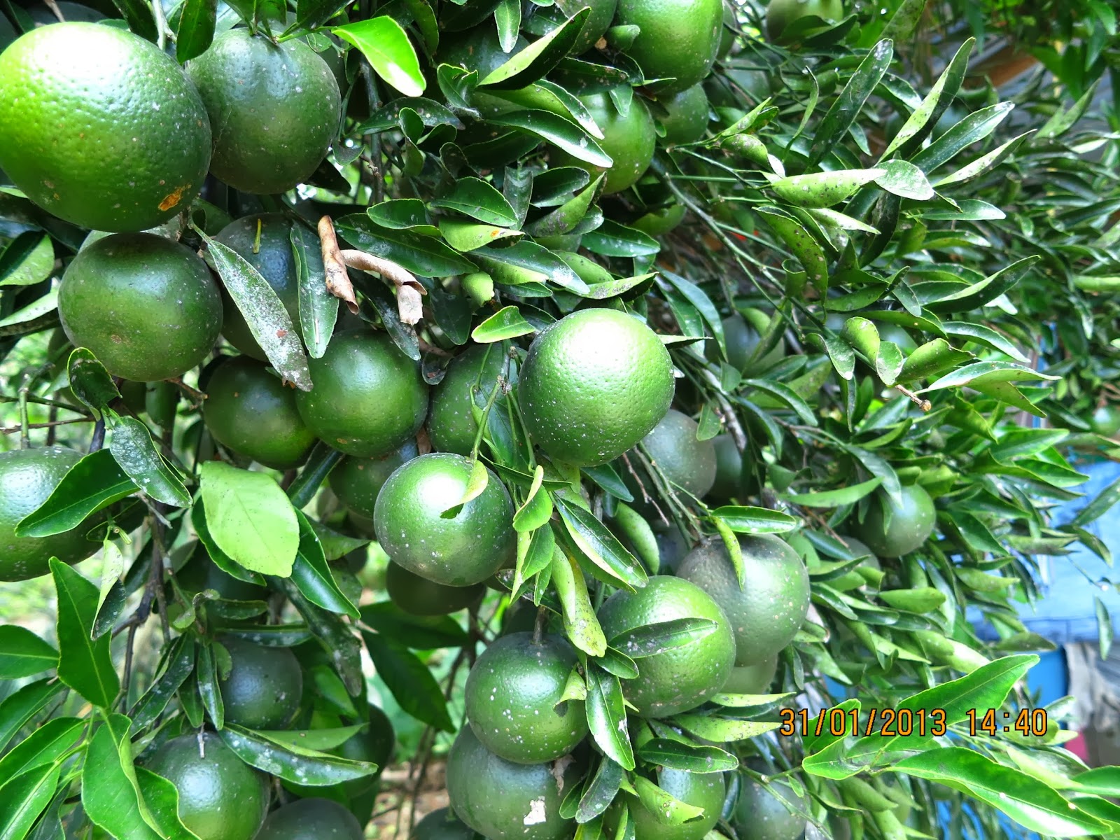 Cita Tani Nursery (NS015495-D): Benih Limau Madu