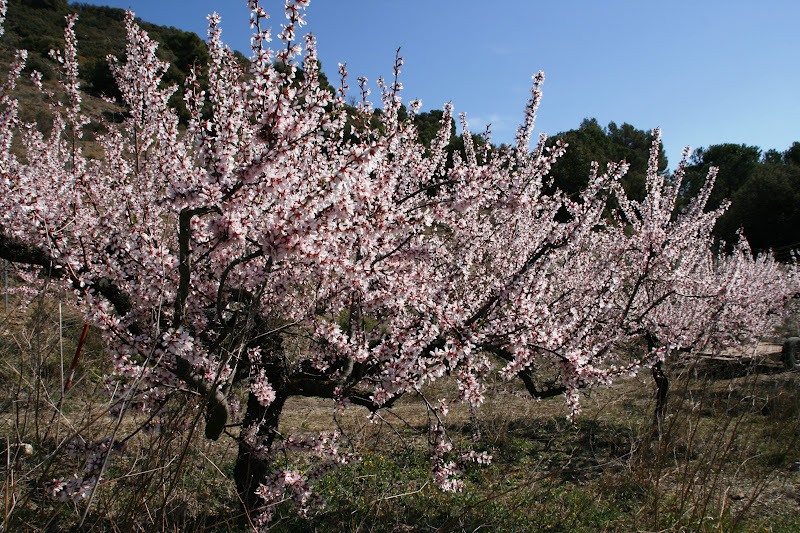Paisatges i Jardins Landscapes and Gardens: Ametllers (Prunus dulcis ...
