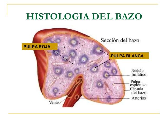 ¡Sistema Linfo-cardiovascular en solo un click!: Anatomía del Bazo y Timo.