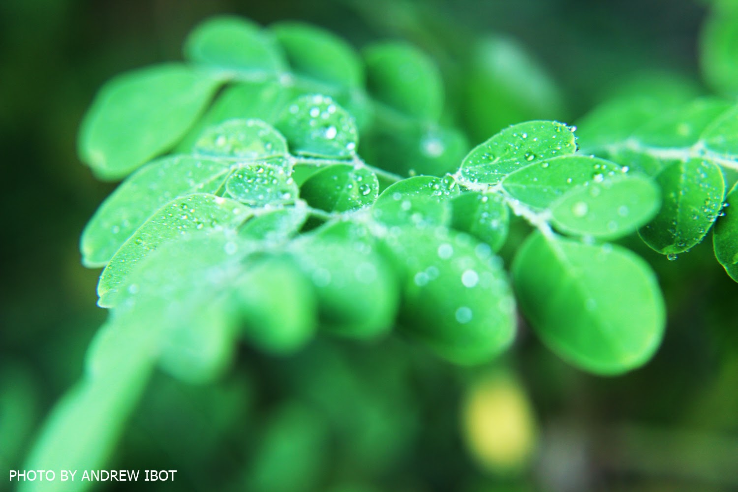 Ako si ANDREW IBOT!: Malunggay (Moringa oleifera Lam.)
