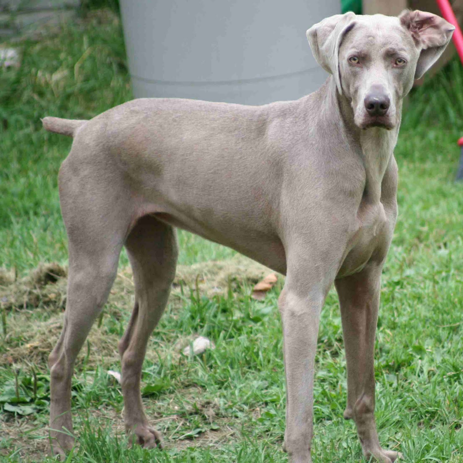 Nós, os Cachorros - No Japão: Raças De Cachorro: Weimaraner