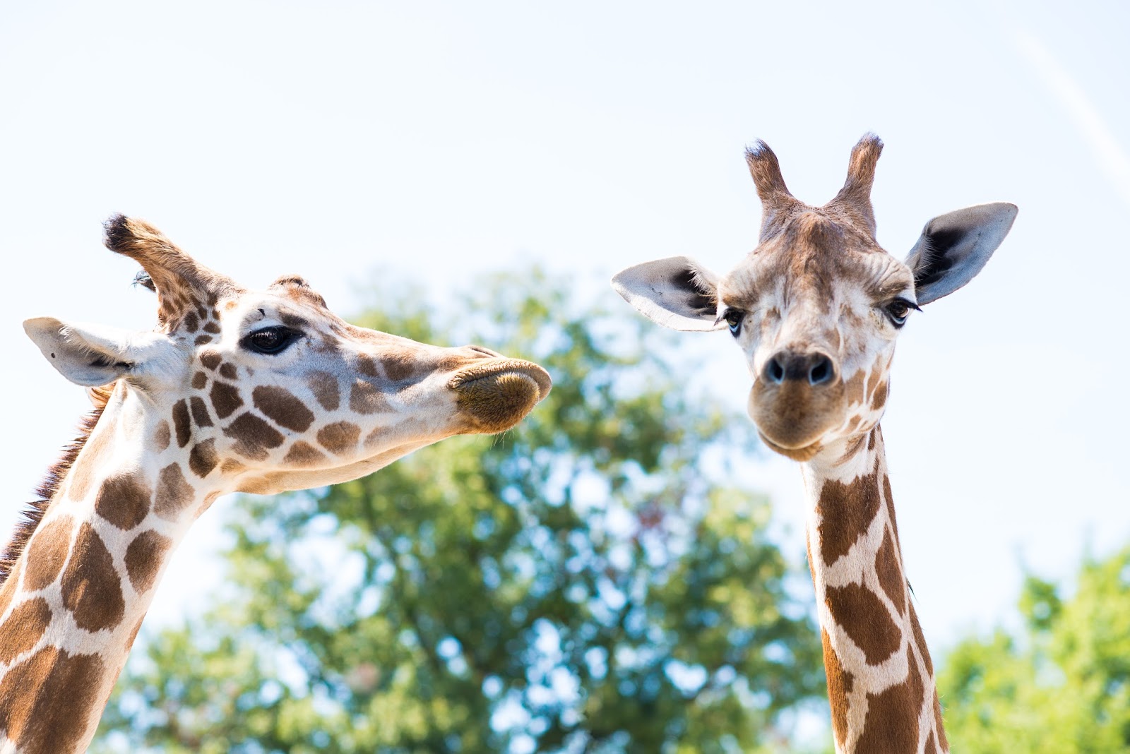 KARA'S STORIES: Gentry Zoo