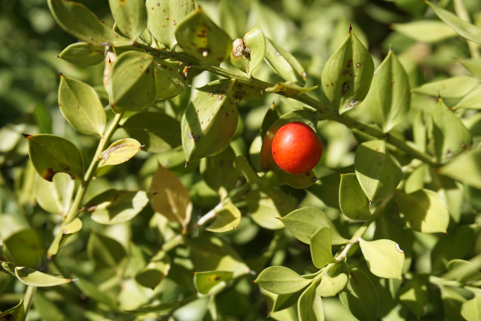 Plantas de Huerta Otea, Salamanca: Rusco (Ruscus aculeatus)