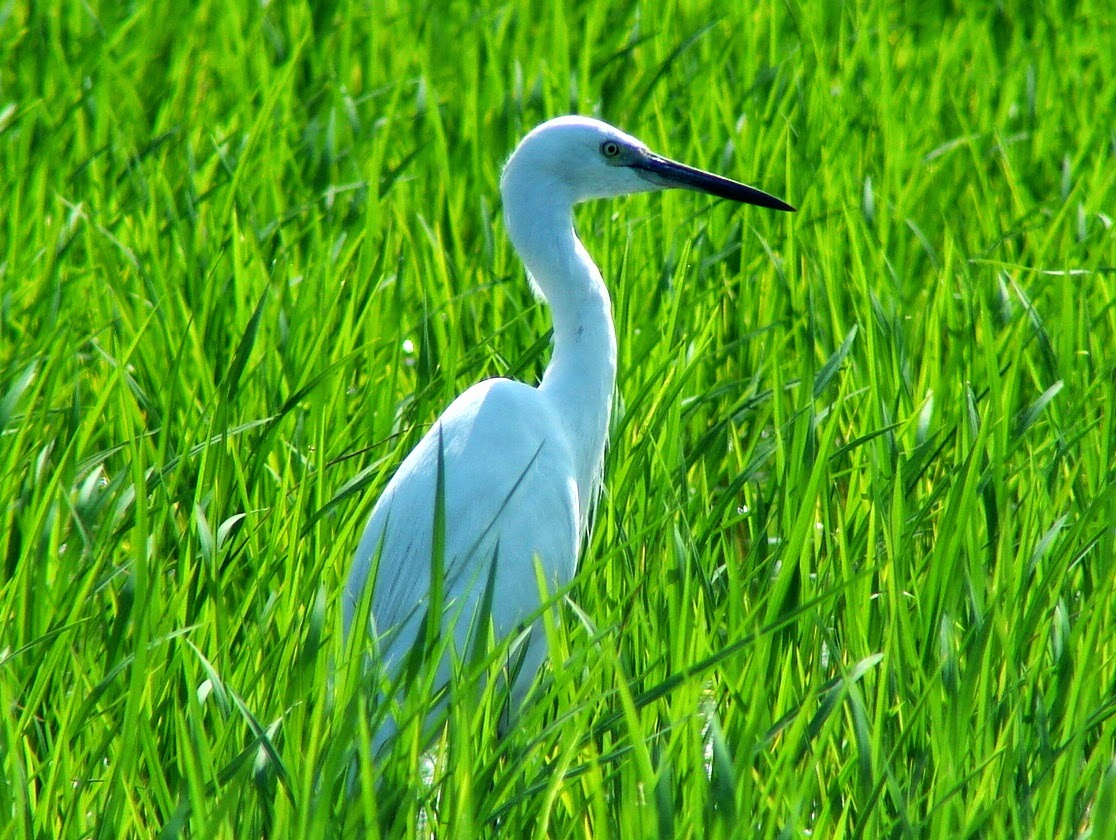 Birds around us: Birds around us - Medchal and other lakes
