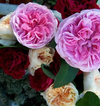 504 Main by Holly Lefevre: A Little CA Grown Magic...ROSES!