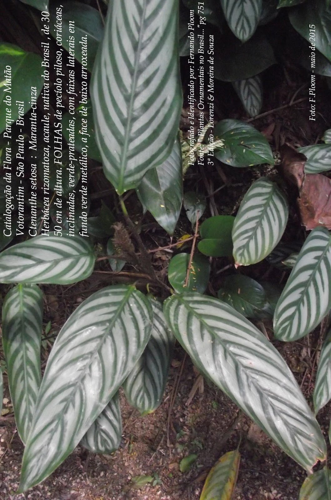 Naturalista Votorantinense: Maranta-cinza : Ctenanthe setosa (Eichler ...