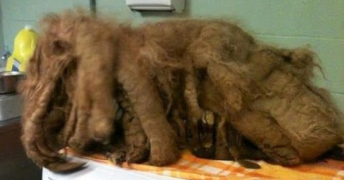 Matted Dog Makes Unbelievable Transformation