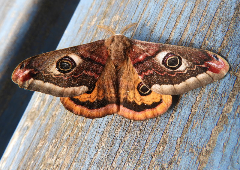 birdingexmouth: Emperor Moth