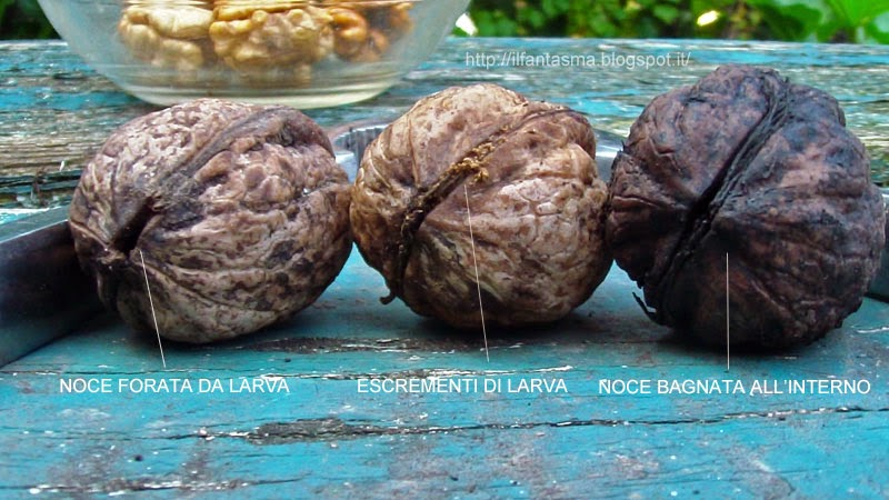 Le avventure della mia fantasia: Rimedi per le noci malate dal mallo ...