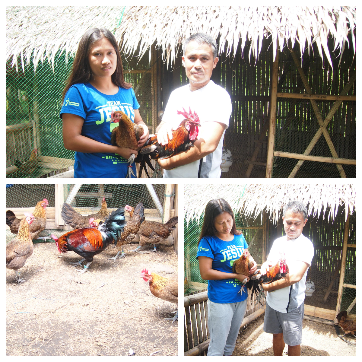Field Notes: Darag native chicken farms in Panay | UEDC UPDATES