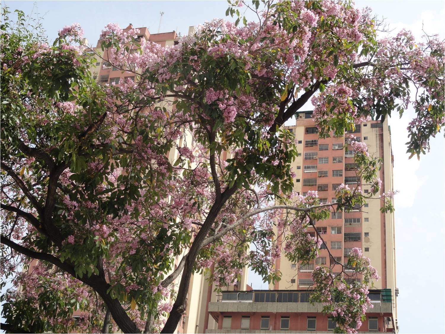La Doctora De Las Plantas: Apamate (Tabebuia rosea) un árbol ...