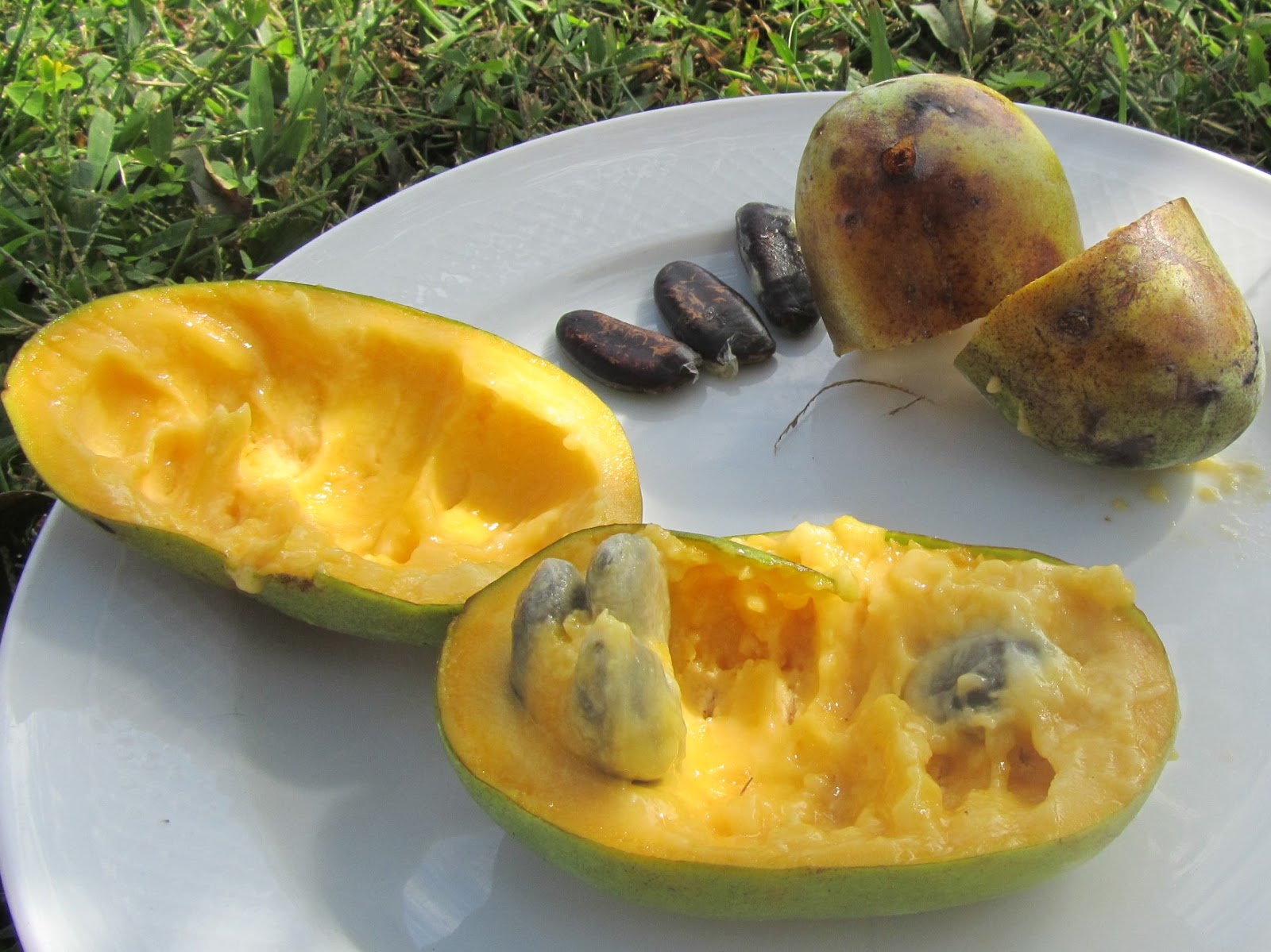 Come Coltivare l'Asimina triloba (Banano di Montagna)? Com'è il Sapore ...