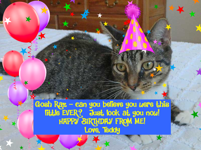 Friends FurEver: Happy Birthday Raz