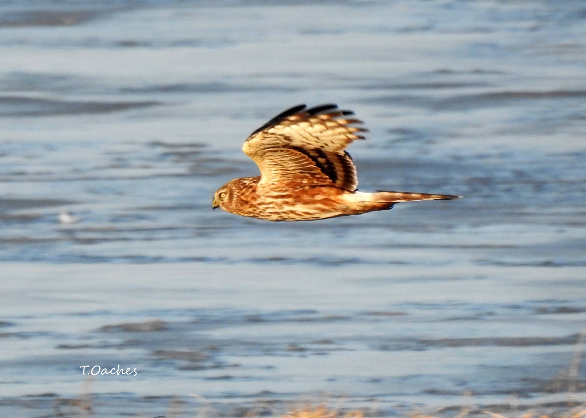 PASARI DIN ROMANIA: ERETE VANAT, Circus cyanaeus