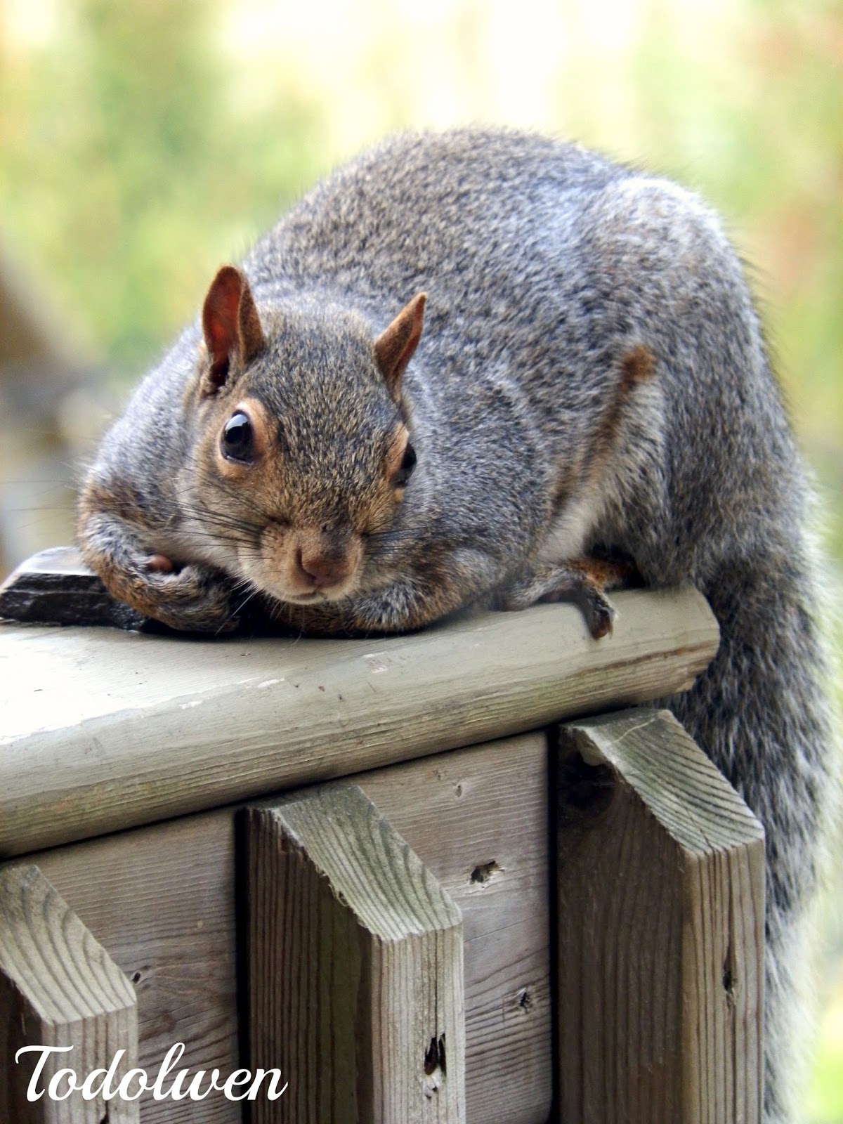 Todolwen: Colors Of The Season