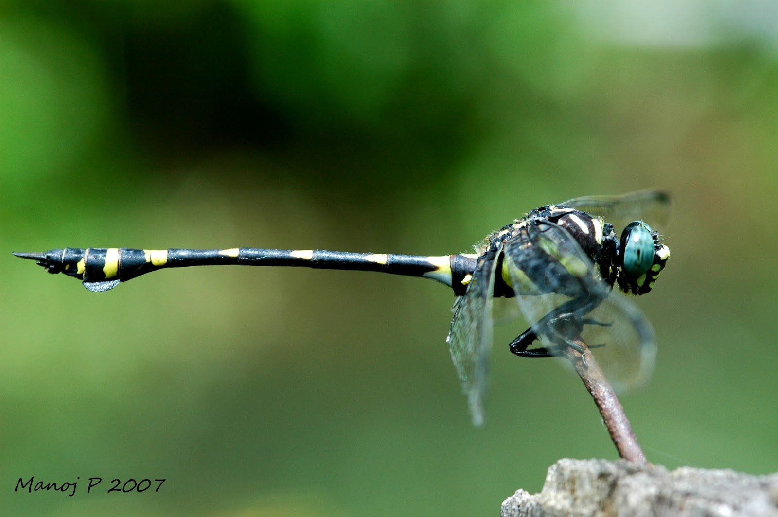 Dragonflies of India