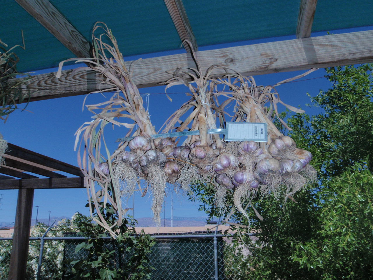 Xtremehorticulture of the Desert: Hang Garlic in the Shade to Dry