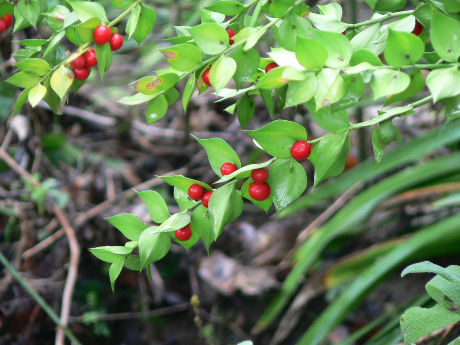 Desde Alájar: Rusco