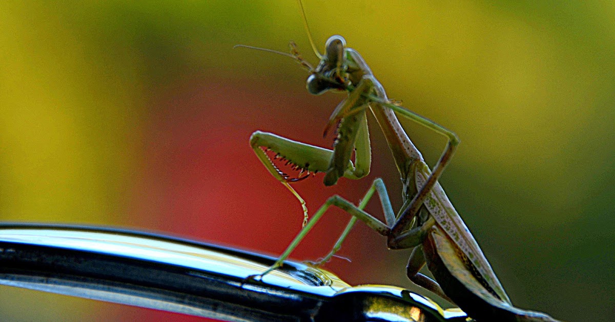Tidbits: Praying Mantises Feed On Bird Brains