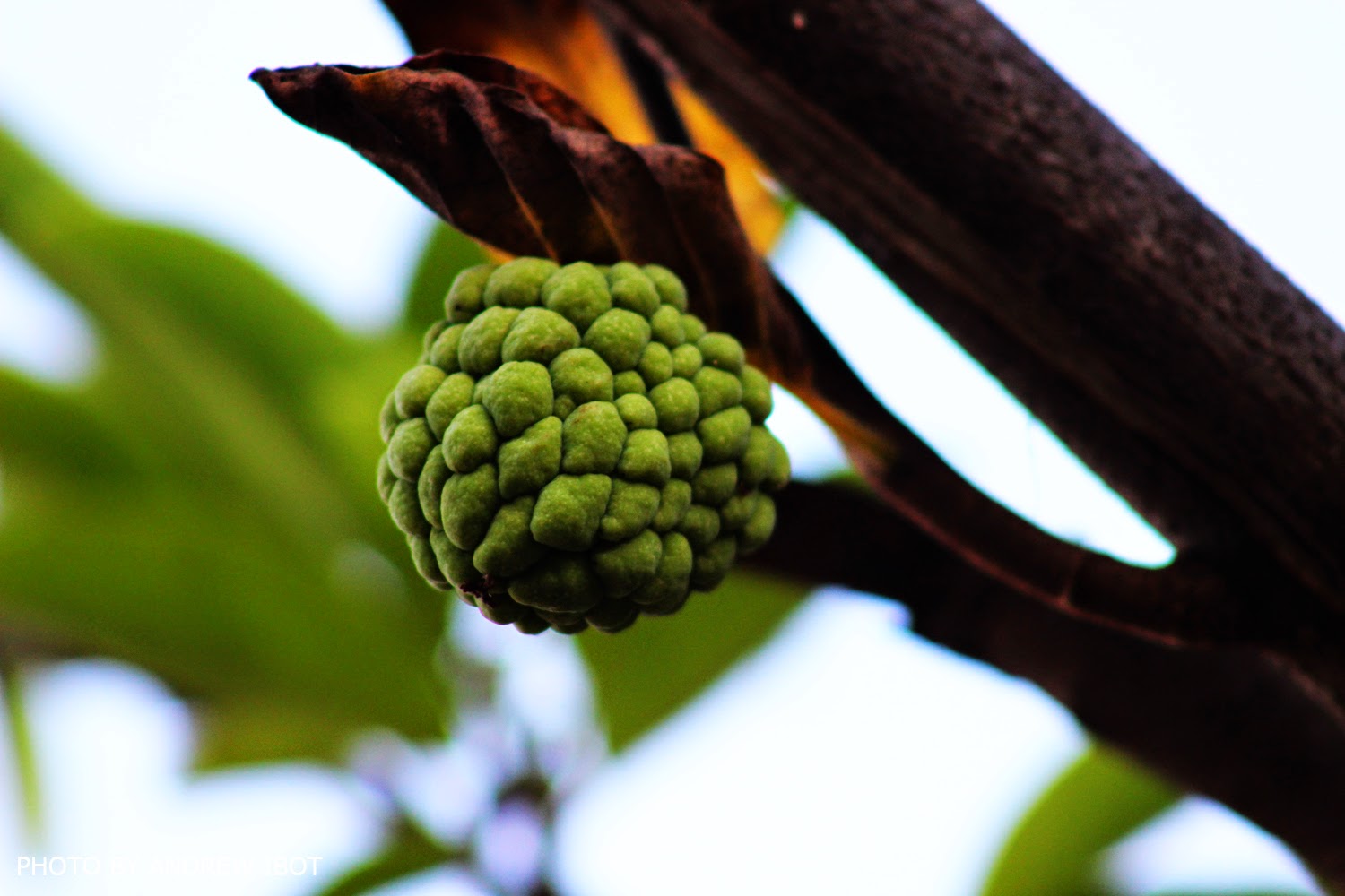 Ako si ANDREW IBOT!: Atis (Sugar apple, Sweet sop)