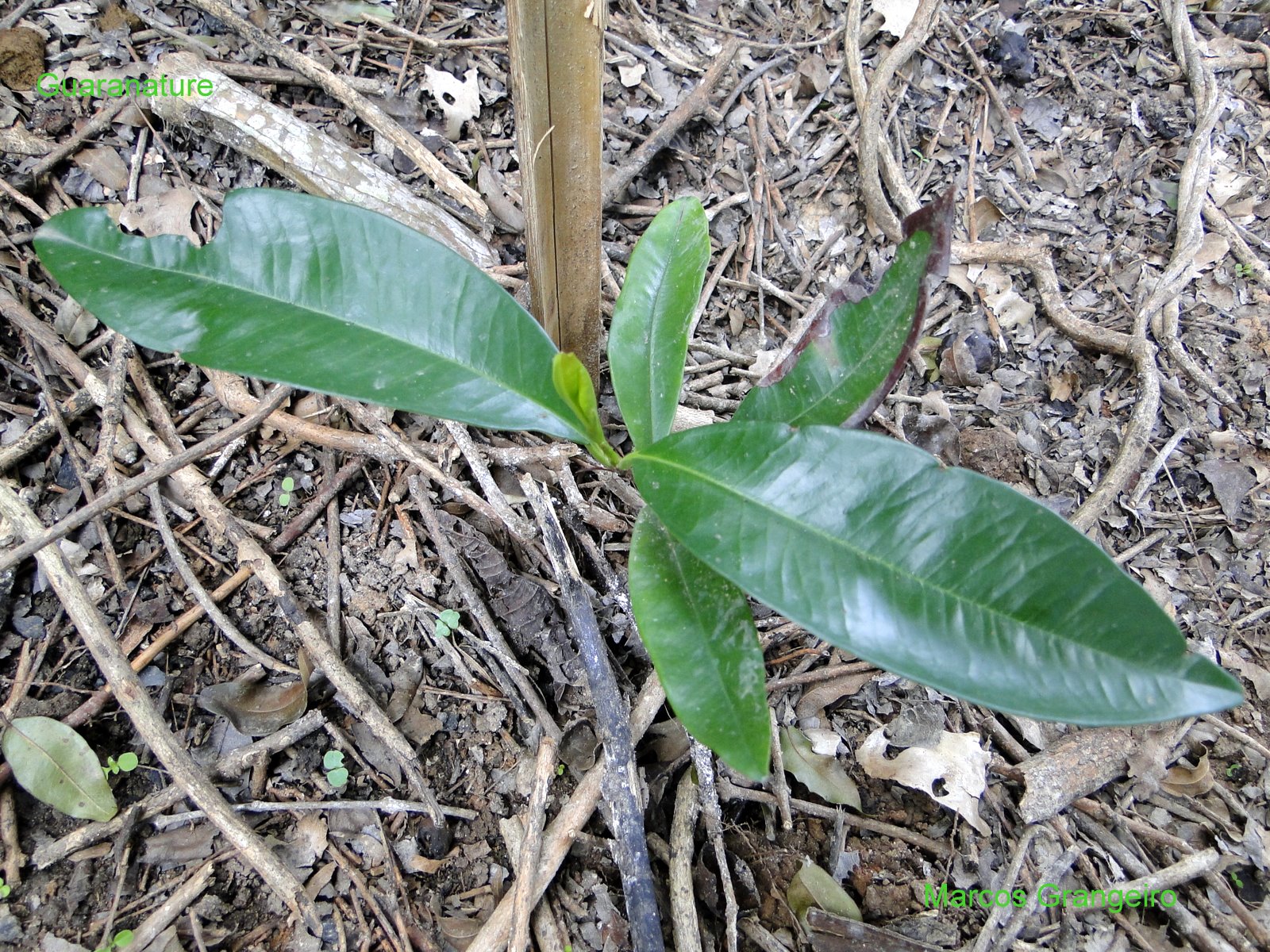 Guaranature: Grumixama ( Eugenia brasiliensis)...