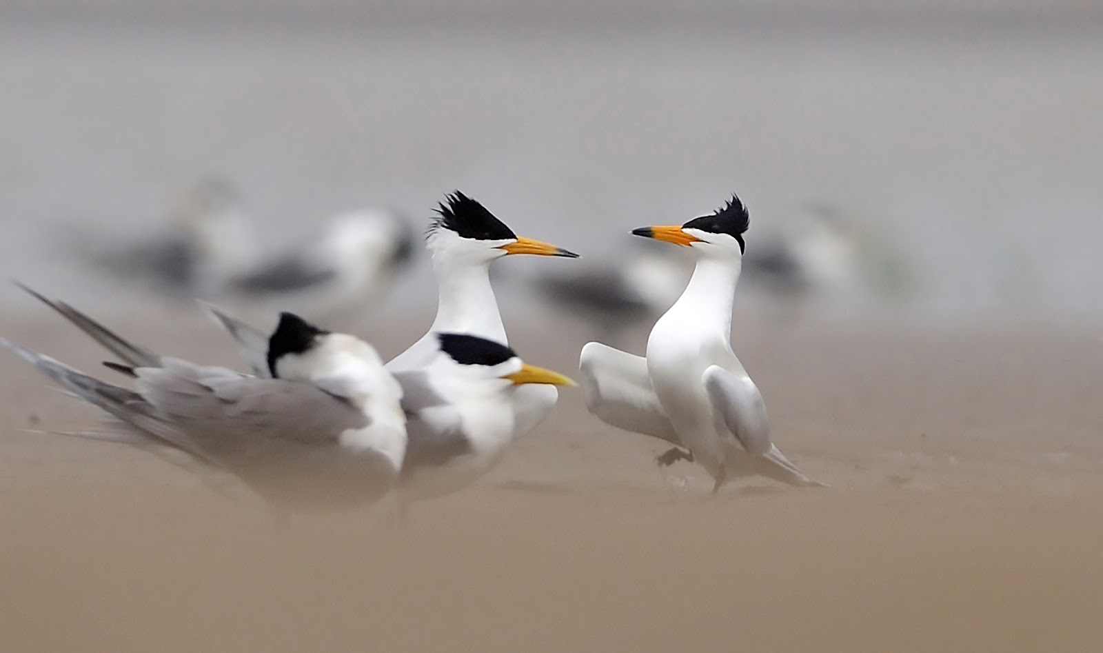 walking distance & et cetera -: Animals