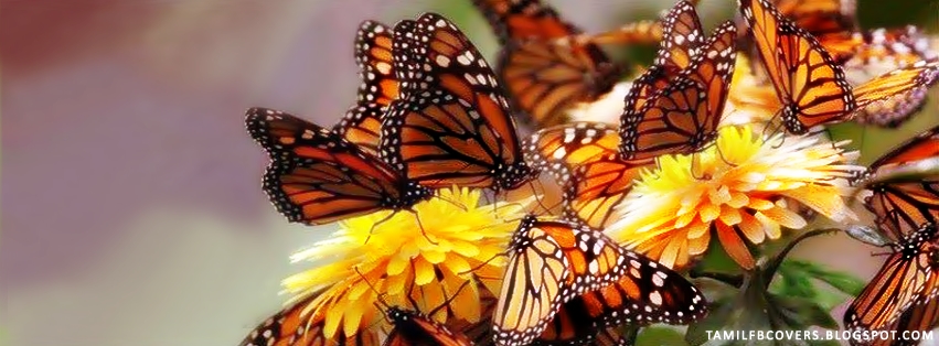 My India FB Covers: Group of butterflies - Butterfly FB Cover