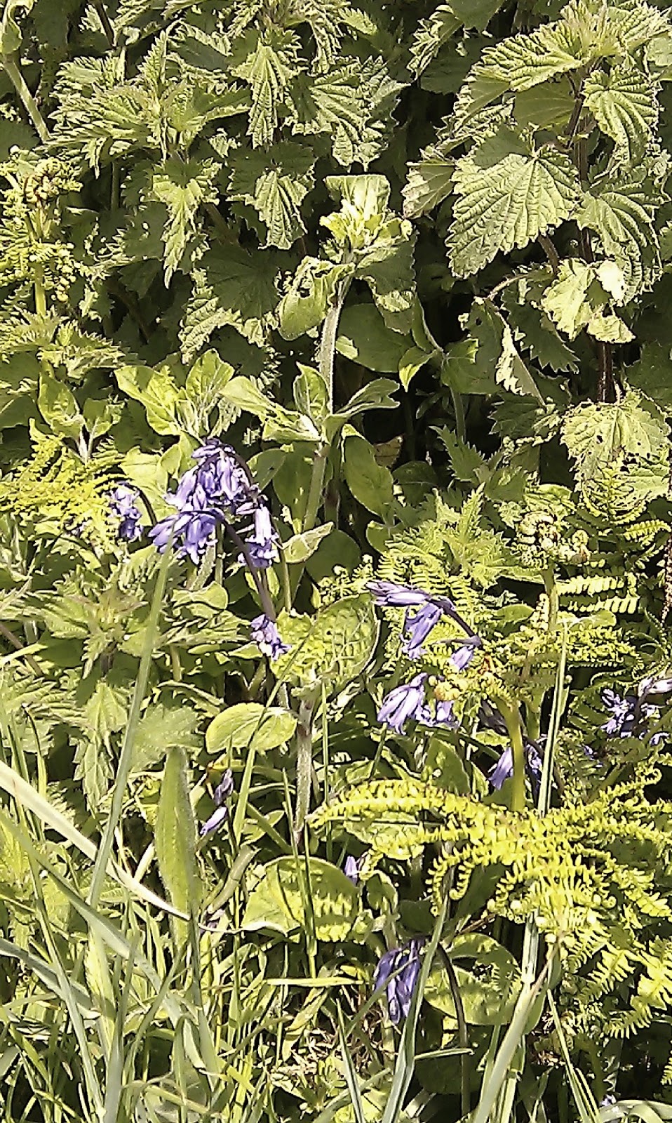 Alice and Florence: Cornish quilt