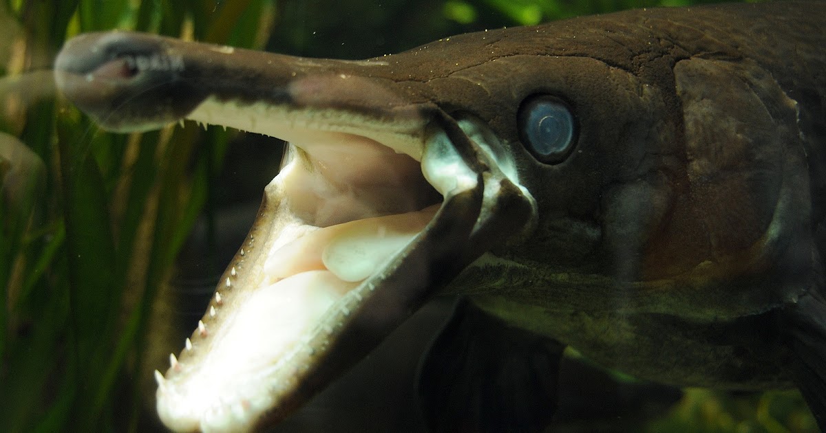 Real Monstrosities: Gar