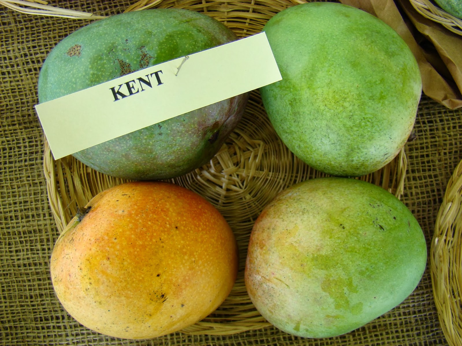 Exportación de Mango Kent