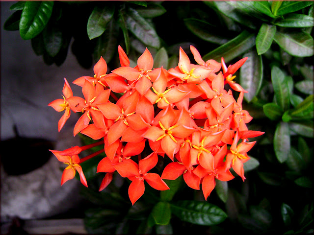 of flowers and of verses: santan