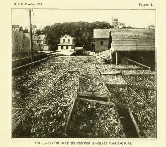 Through the Aquarium Glass: Isinglass: The history of a useful but ...