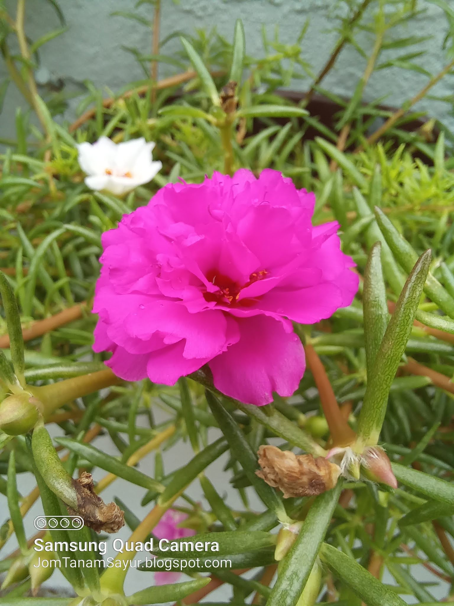 Jom Tanam Sayur ( JTS ) : Beberapa Jenis Bunga Ros Jepun | Portulaca ...